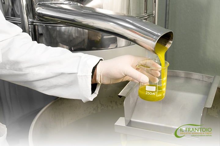 Olio extravergine di oliva: tutto ciò che non ti hanno detto